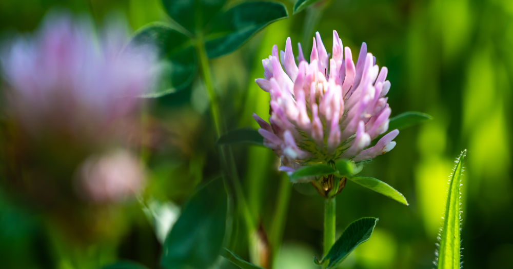 Jetel luční | Liftea